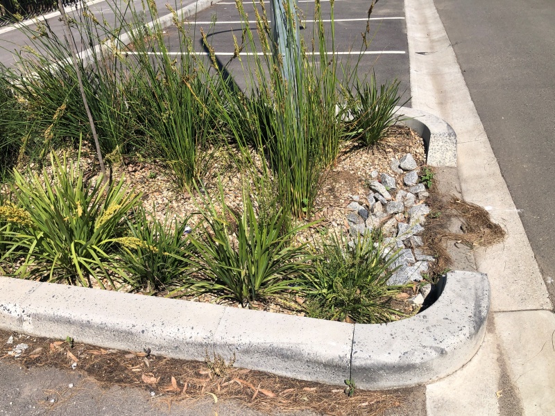 Large outstand raingarden | City of Melbourne