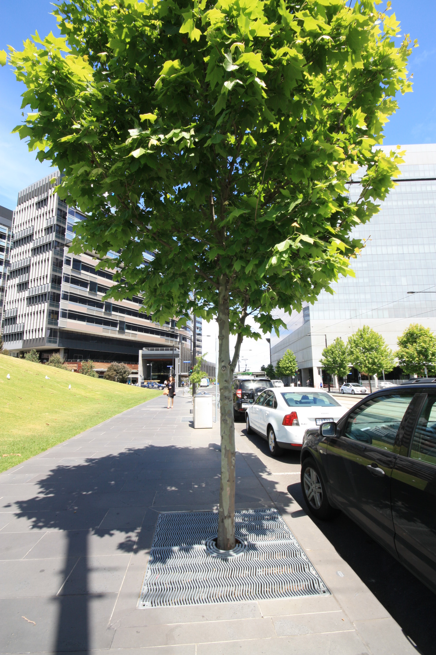 Raingarden tree pits | City of Melbourne