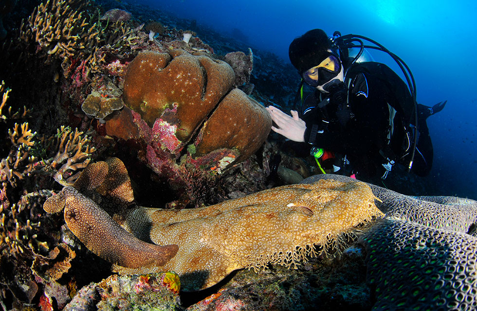 Biotech sector boom: wobbegong shark inspires new cancer treatments ...