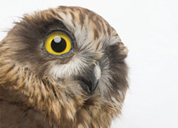 Crepuscular: the wild animals of Melbourne - exhibition | City of Melbourne