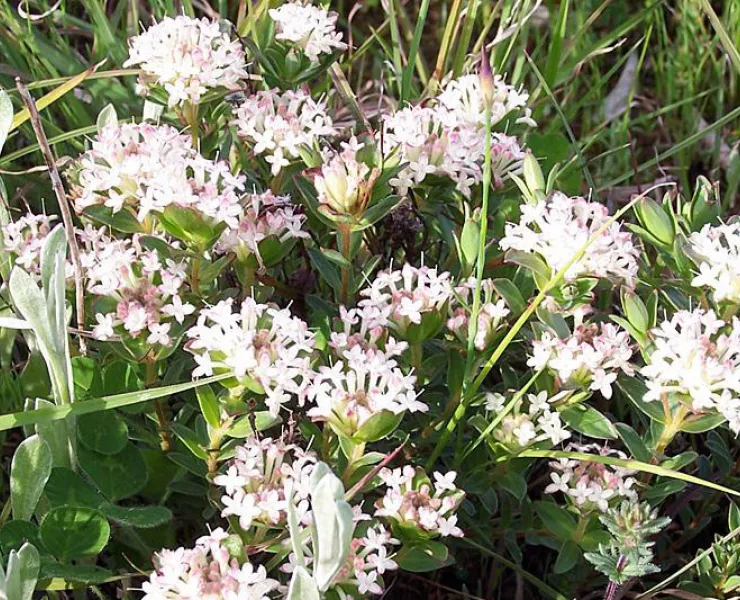 Common rice-flower | City of Melbourne