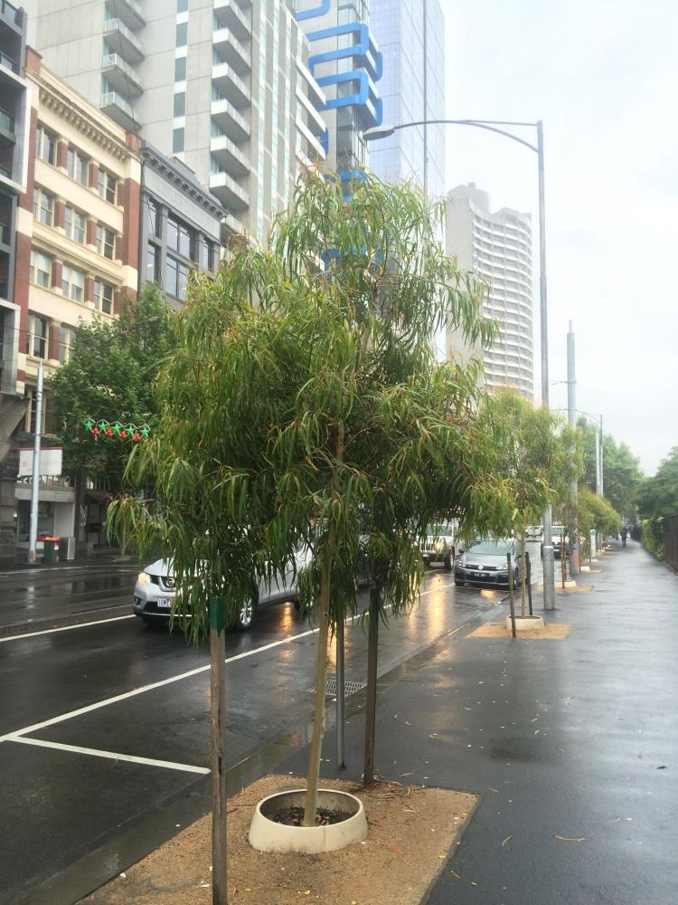 Infiltration Trench Drain