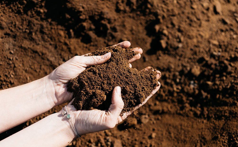 How coffee waste can help fight climate change: insights from a ...